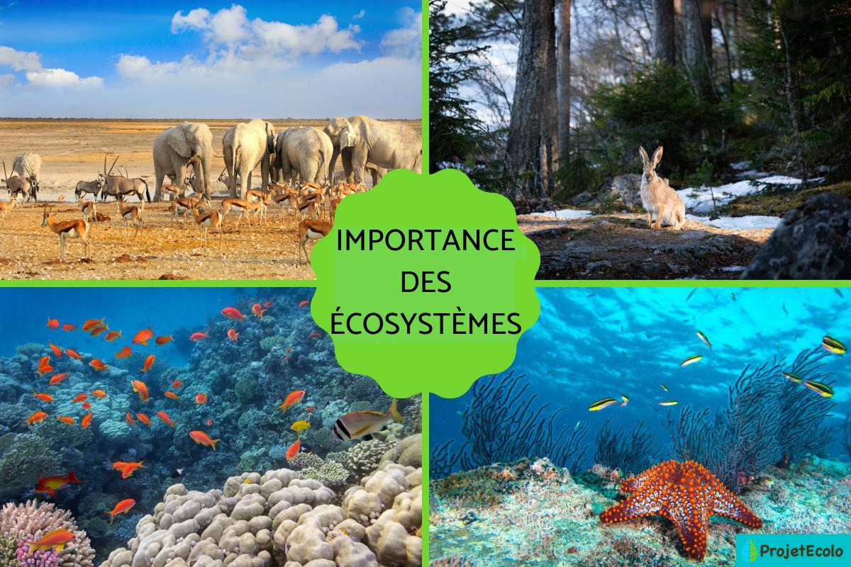 LES ÉCOSYSTÈMES - Importance et préservation