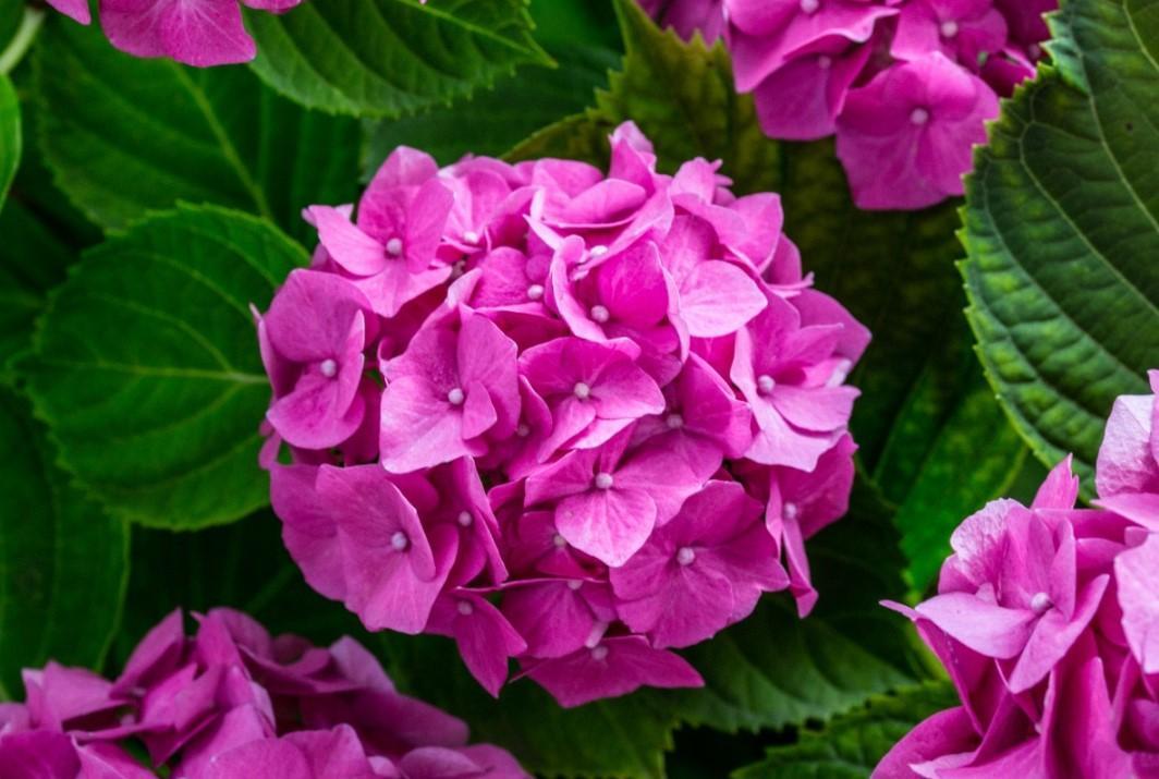 INFLORESCENCE : Définition, types et parties