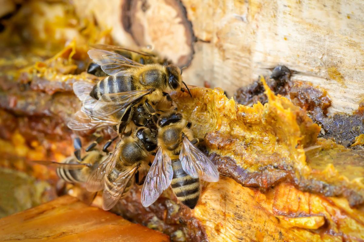Propolis : Définition, propriétés et bienfaits Propolis : Définition, propriétés et bienfaits