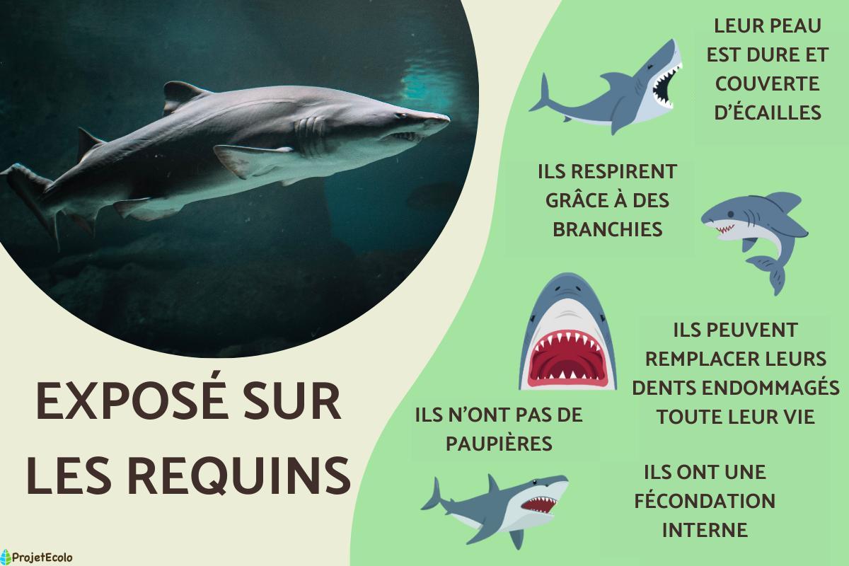 Exposé sur les requins