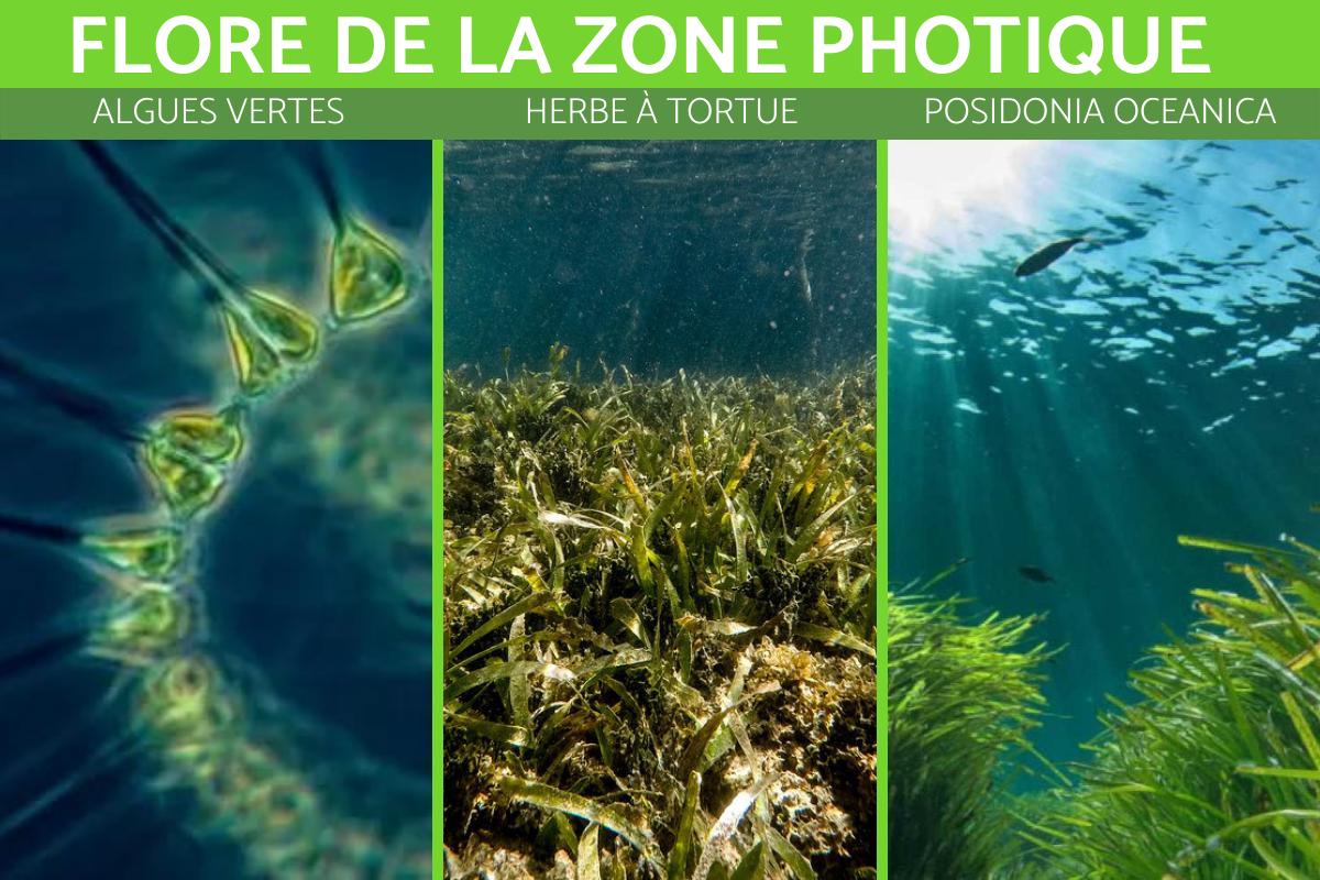 Zone photique : Définition, flore et faune