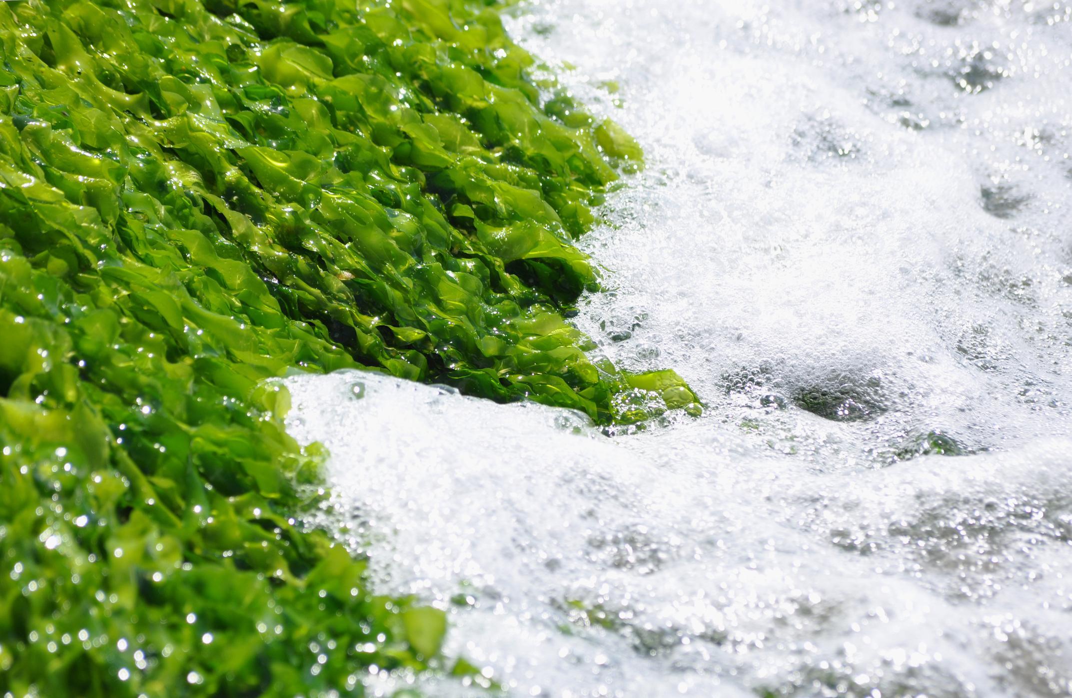 Thallophyte : Définition et exemples