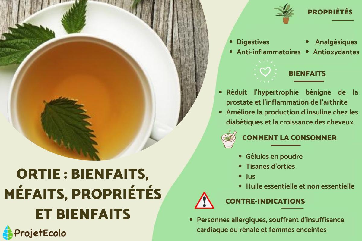 ORTIE : BIENFAITS, MÉFAITS, PROPRIÉTÉS - GUIDE complet
