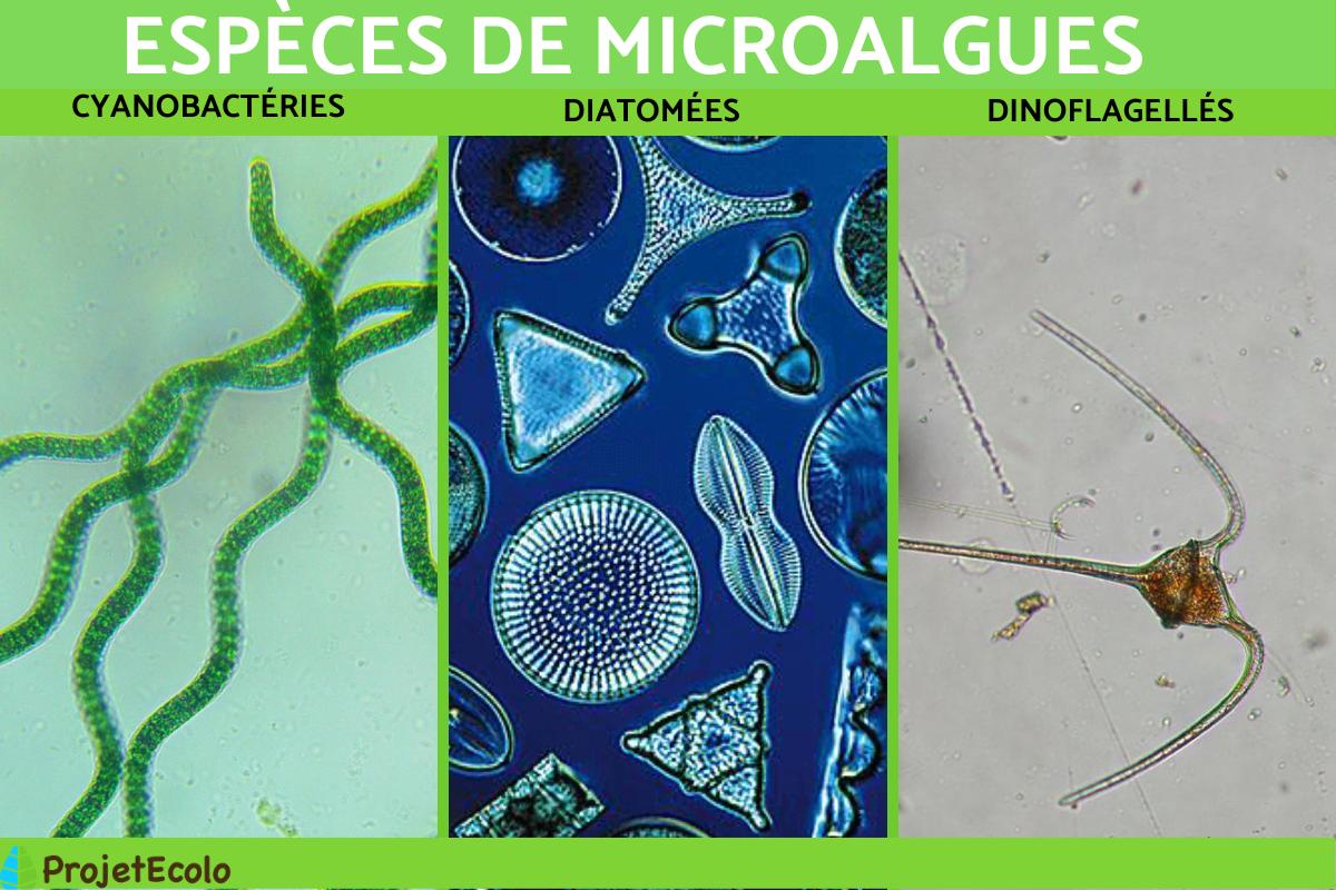 Microalgues : Caractéristiques, espèces et importance