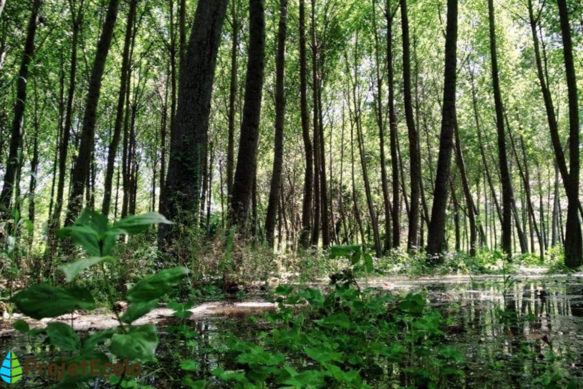 Forêt galerie : Définition, flore et faune