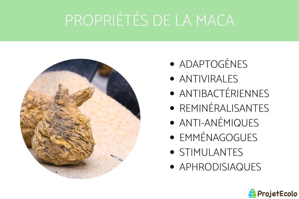 MACA : PROPRIÉTÉS, BIENFAITS et UTILISATION MACA : PROPRIÉTÉS, BIENFAITS et UTILISATION