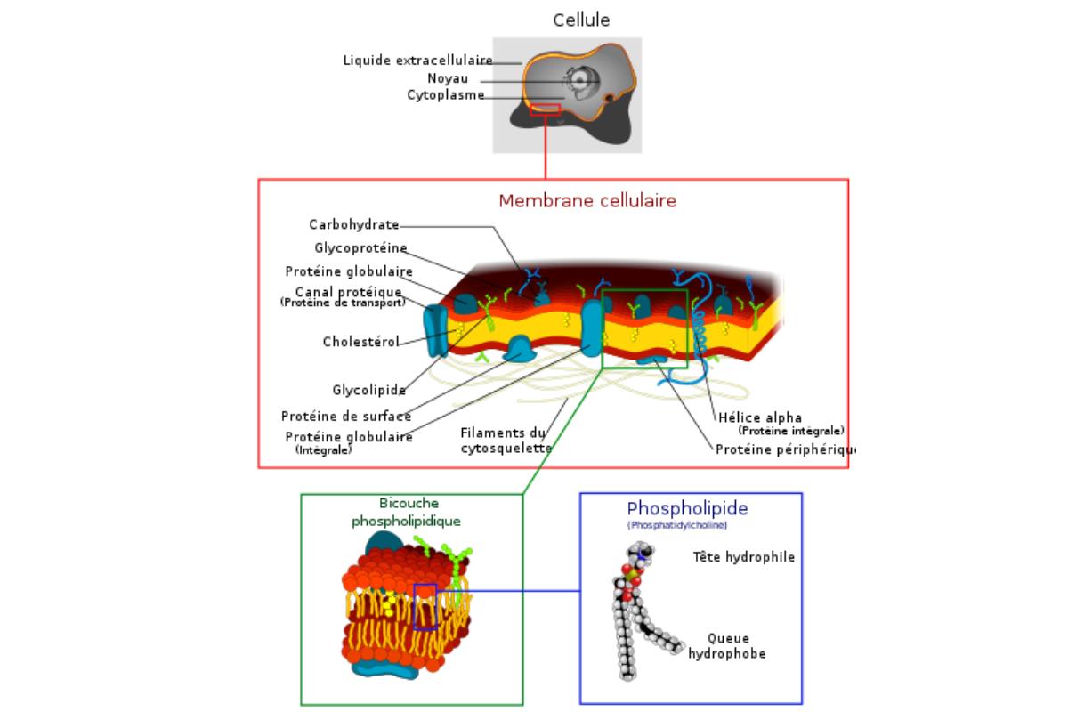 Membrane plasmique : schéma, définition, rôle et structure