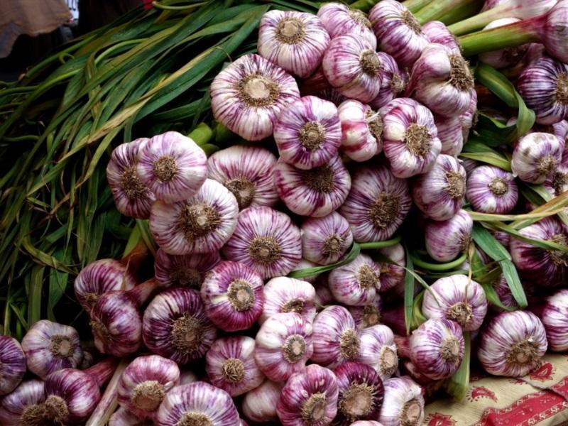 Comment PLANTER de l'AIL - Étape par étape