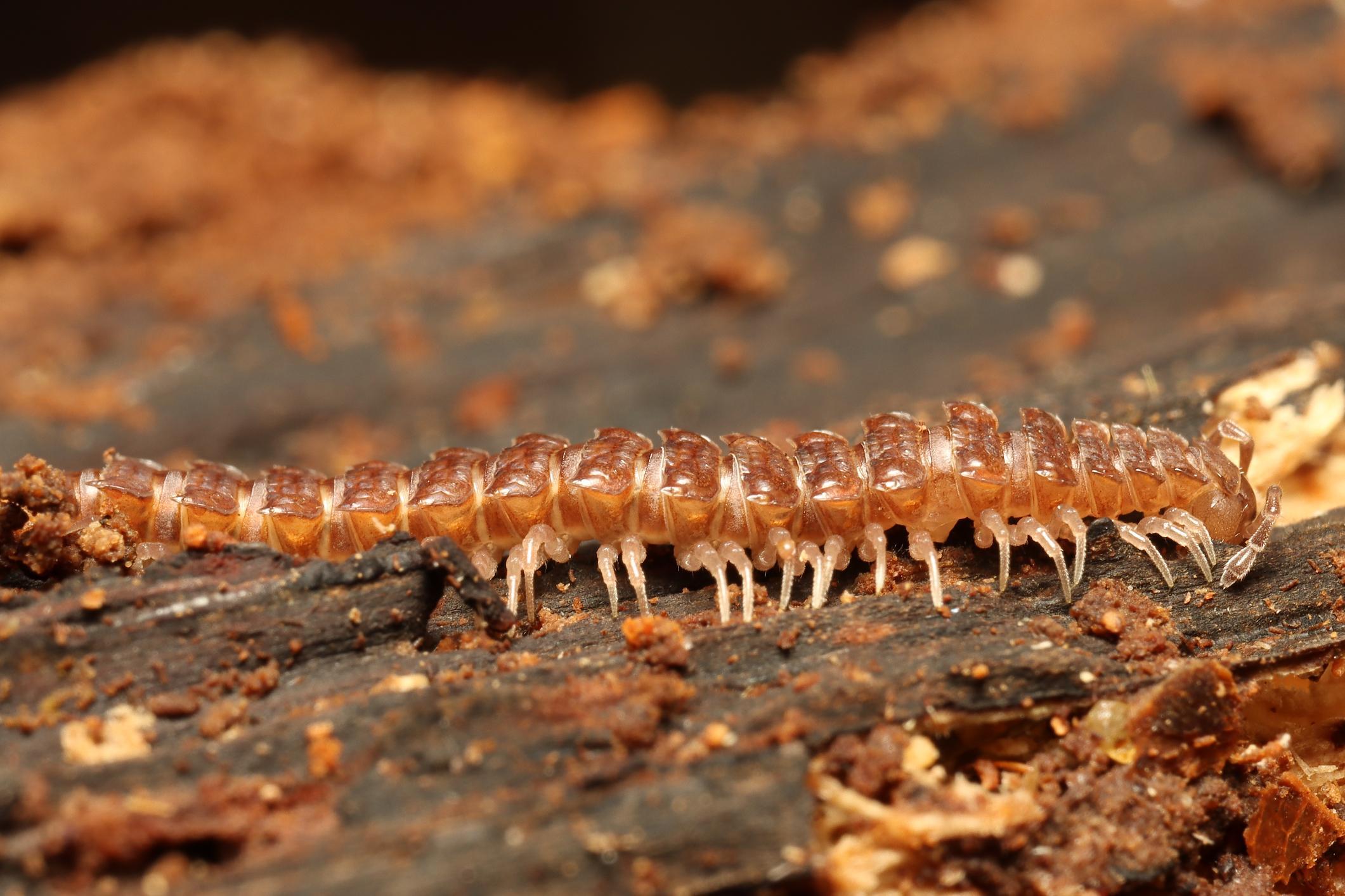Myriapodes : Définition, caractéristiques et exemples