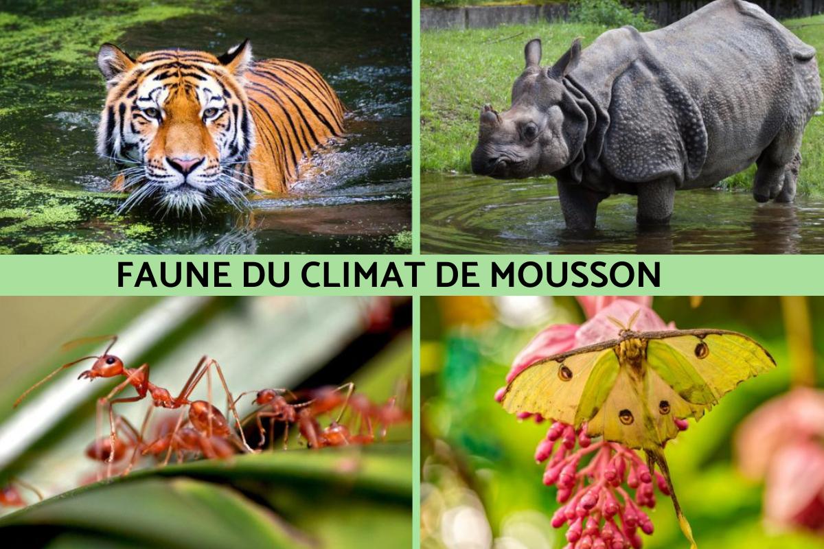 Climat de mousson : définition, pluie et saison - Résumé