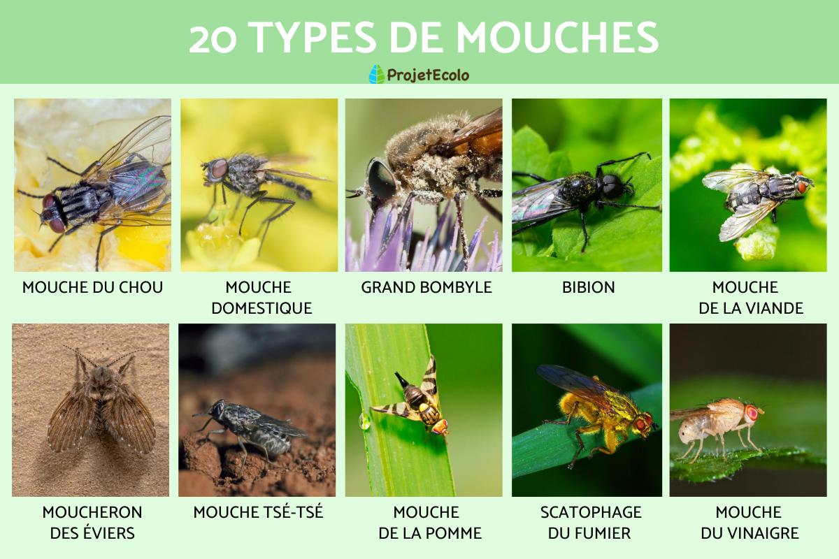 20 TYPES de MOUCHES