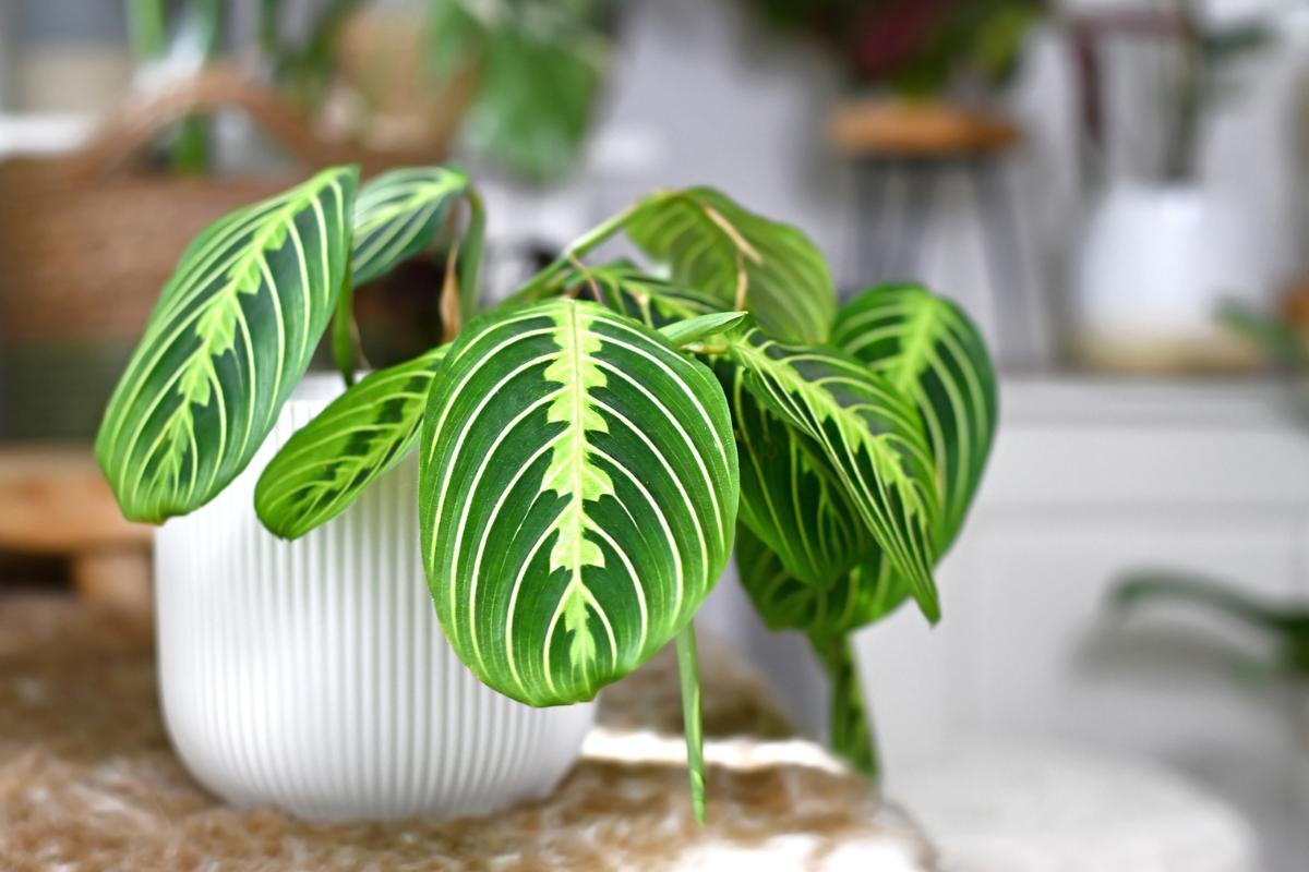 9 Variétés de marantas - Noms et PHOTOS