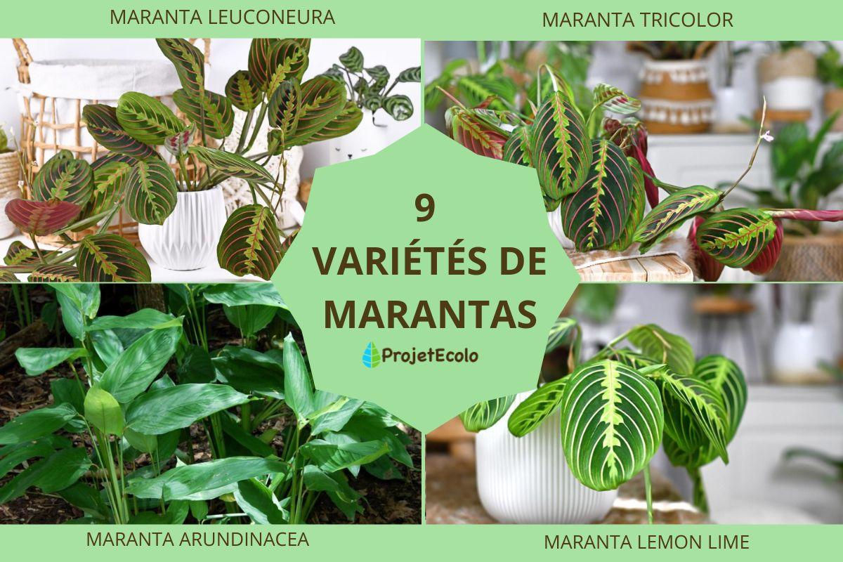 9 Variétés de marantas - Noms et PHOTOS