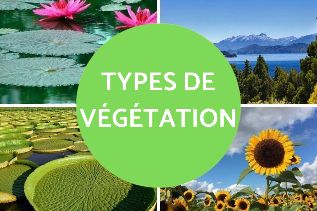 Type de VÉGÉTATION, caractéristiques et EXEMPLES