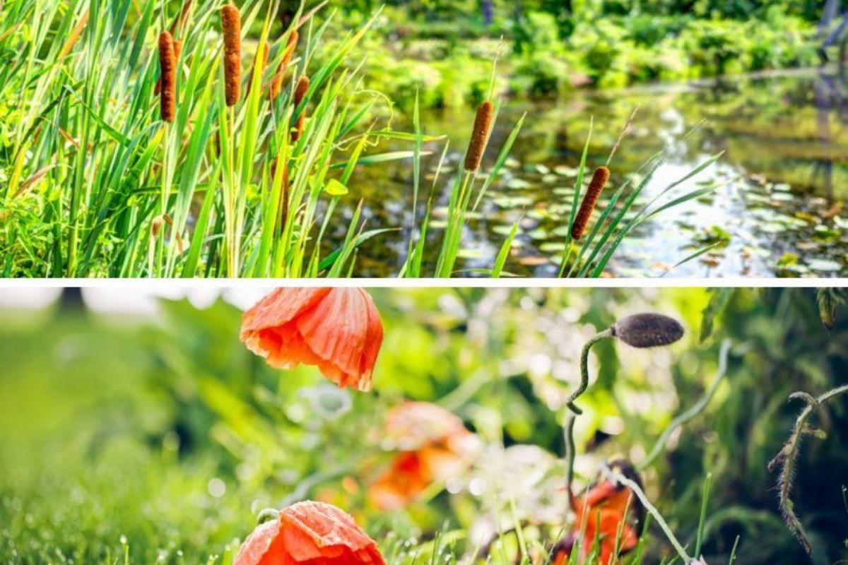 Type de VÉGÉTATION, caractéristiques et EXEMPLES