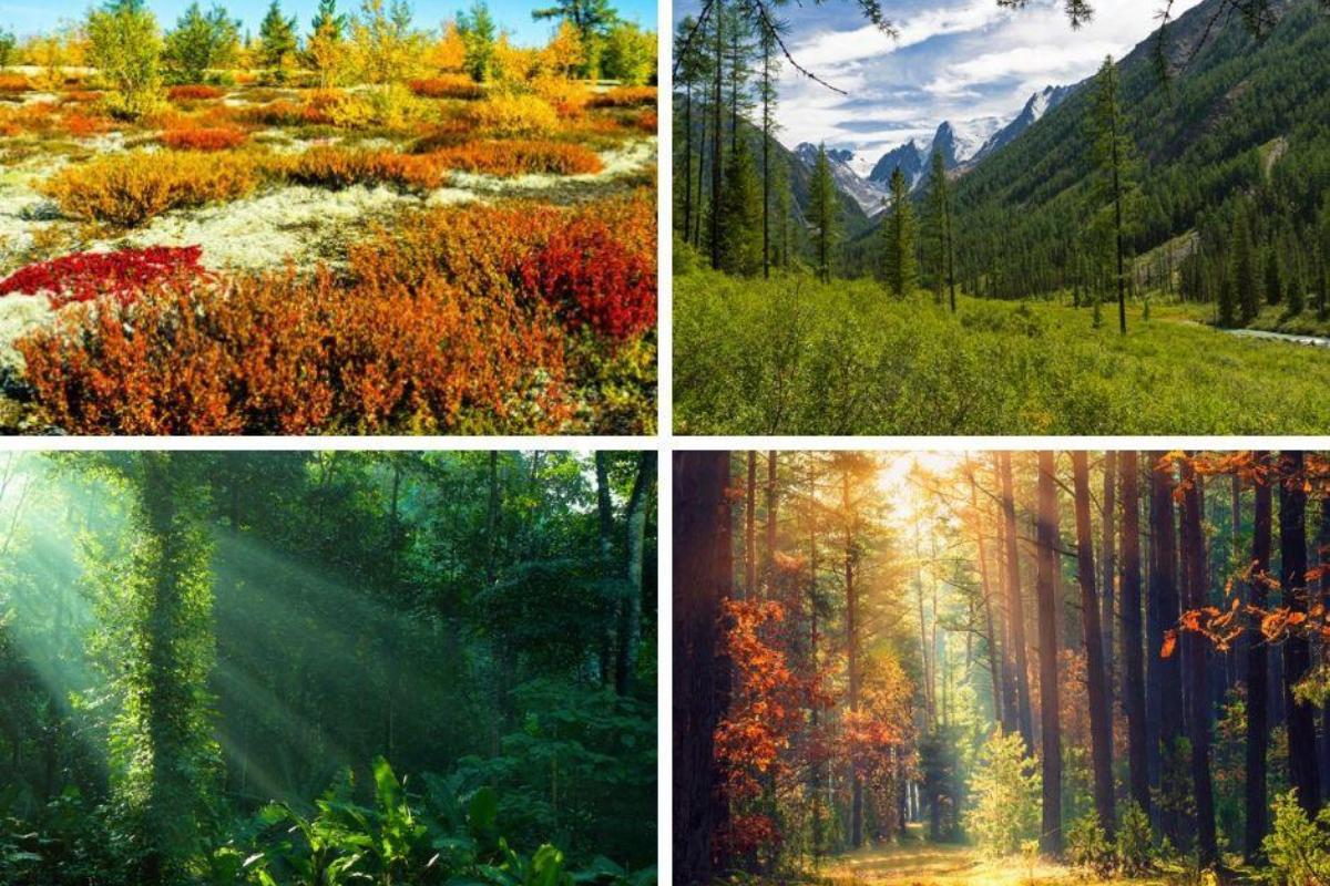 Type de VÉGÉTATION, caractéristiques et EXEMPLES