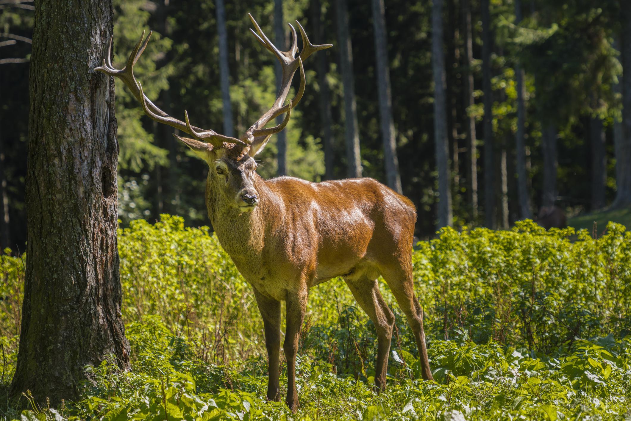 Forêt secondaire : Définition, caractéristiques, flore et faune