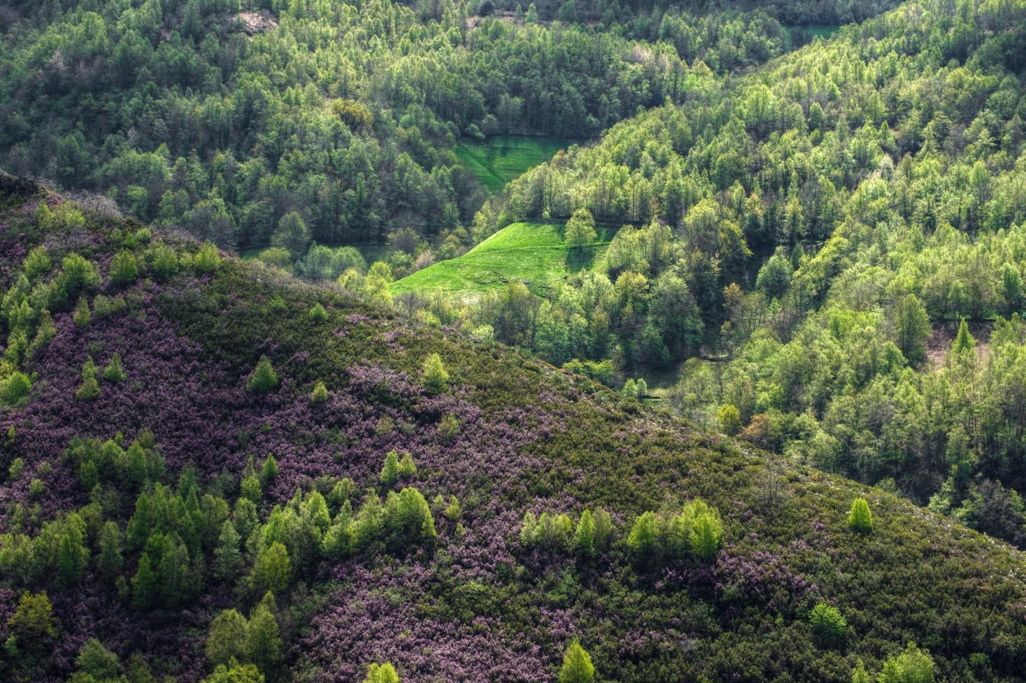 Forêt secondaire : Définition, caractéristiques, flore et faune