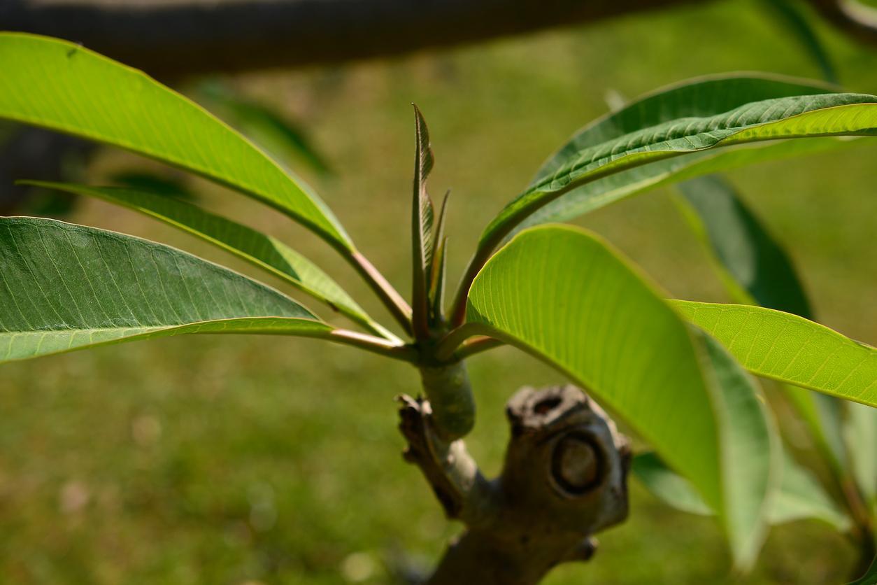 Verticille : Définition et CARACTÉRISTIQUES