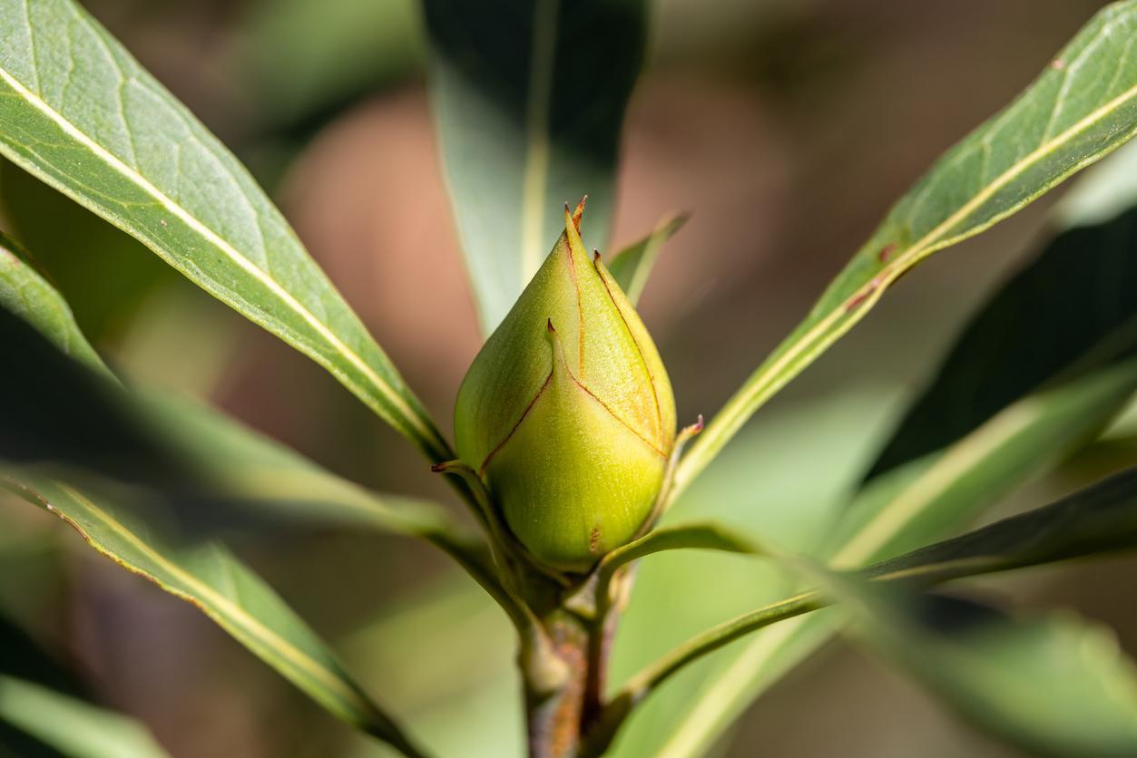 Verticille : Définition et CARACTÉRISTIQUES