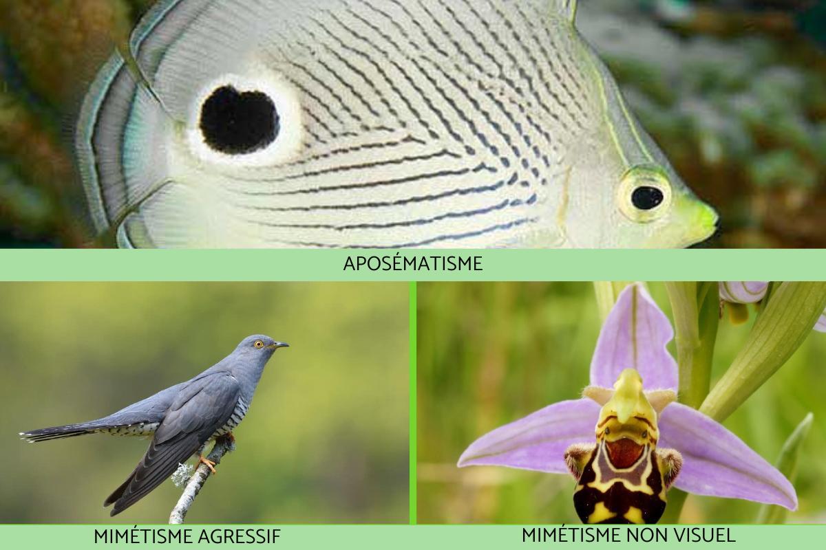 Mimétisme : définition et exemples