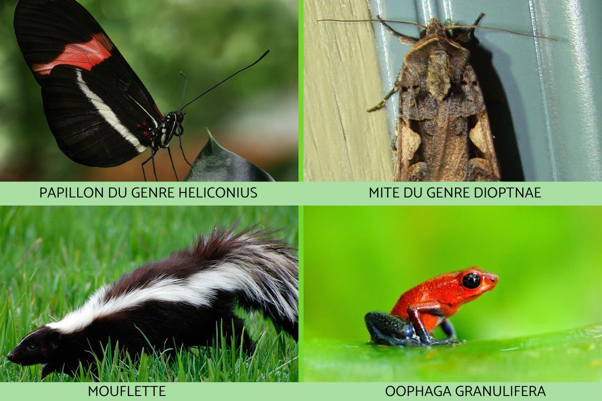 Mimétisme : définition et exemples