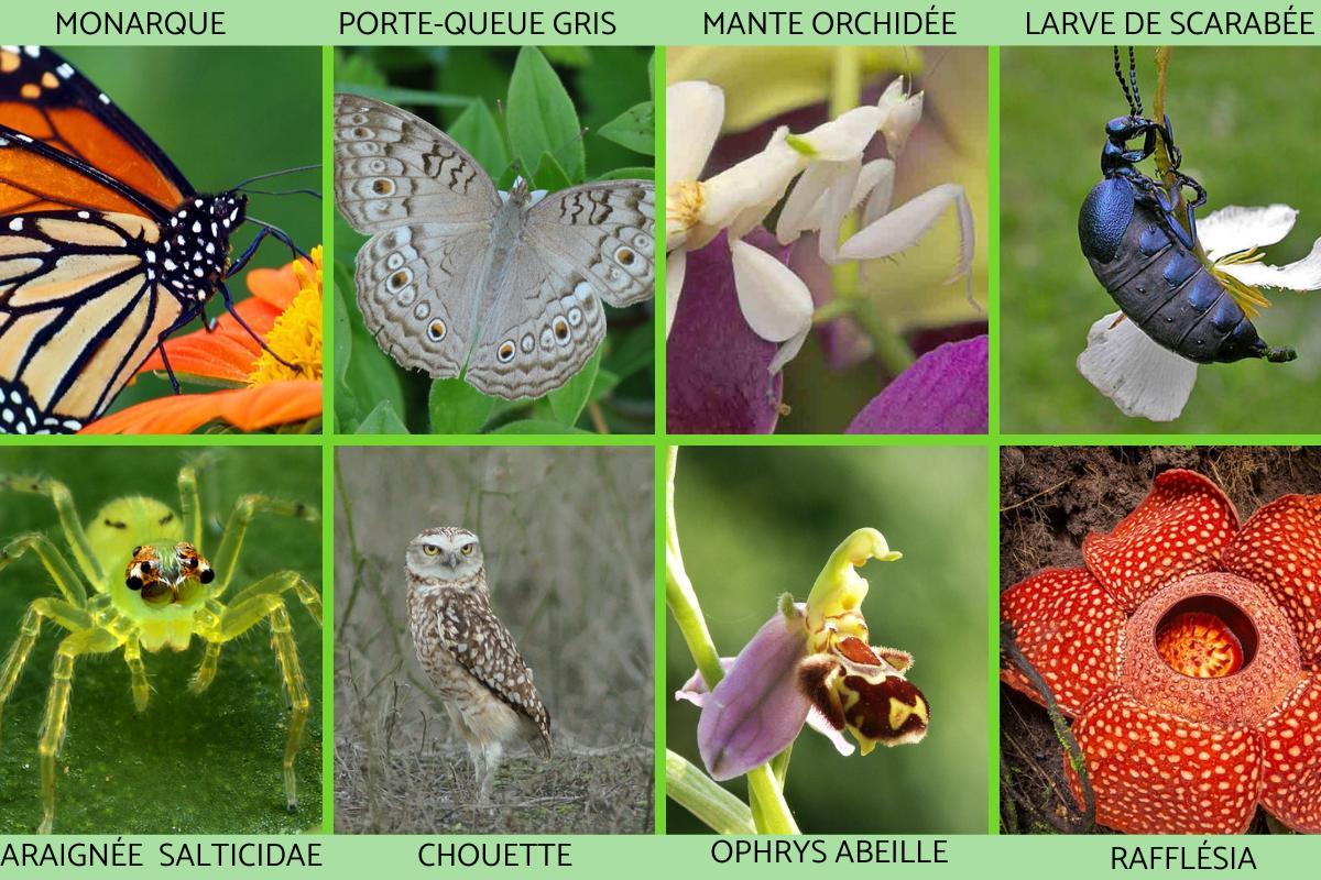 Mimétisme : définition et exemples