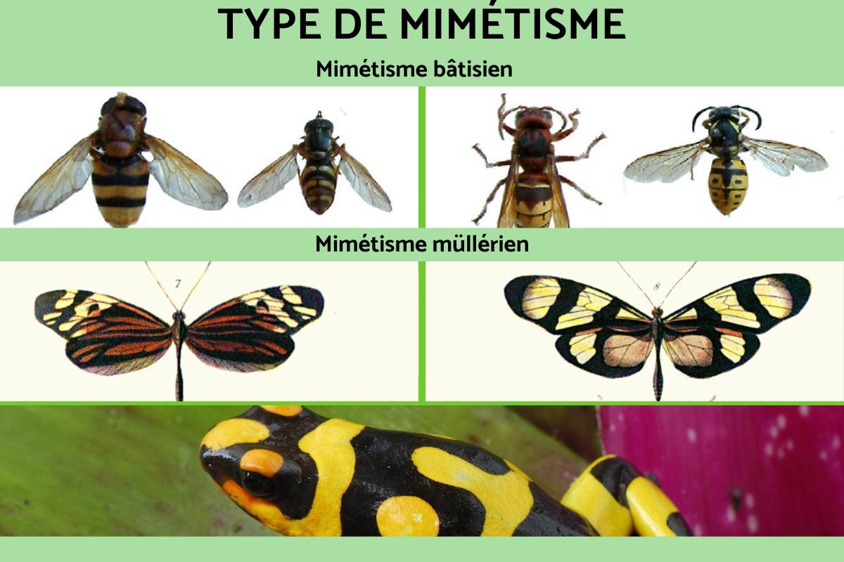 Mimétisme : définition et exemples