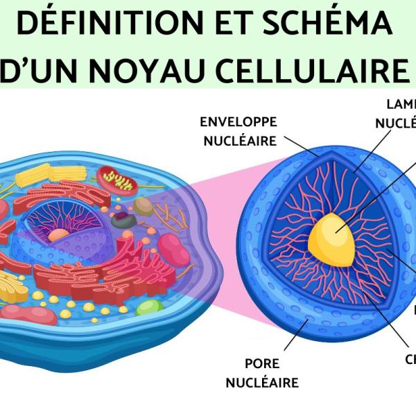 Nucléoplasme De Cellule Animale Différence Entre La Cellule Animale