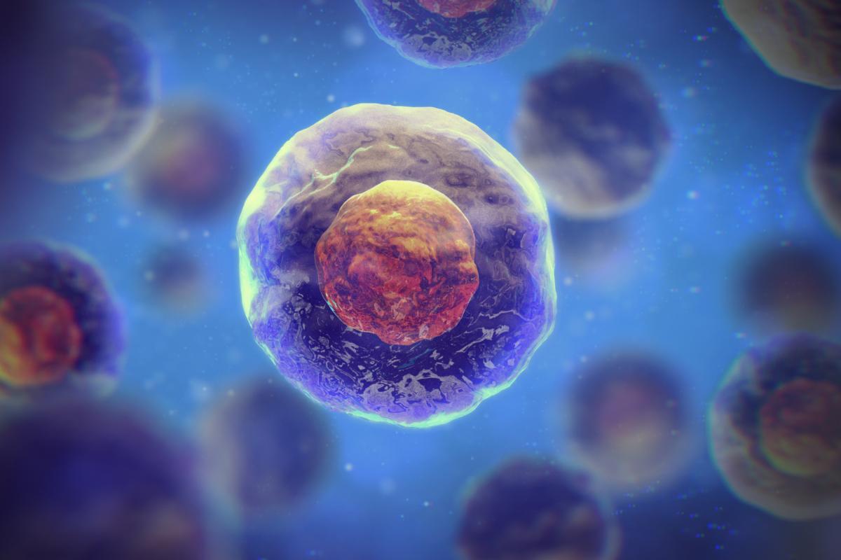 Noyau cellulaire : définition, schéma, caractéristiques, parties et ...