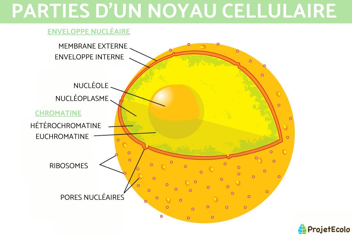 Noyau cellulaire : définition, schéma, caractéristiques, parties et ...
