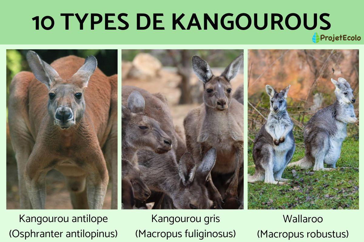 10 Types de kangourous - Noms et PHOTOS d'espèces de kangourous