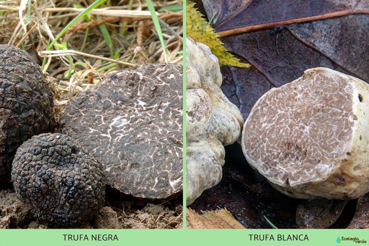 Qu'est-ce qu'une TRUFFE et À QUOI SERT-ELLE