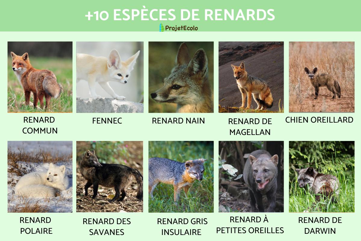 24 ESPÈCES de RENARDS - Noms et PHOTOS
