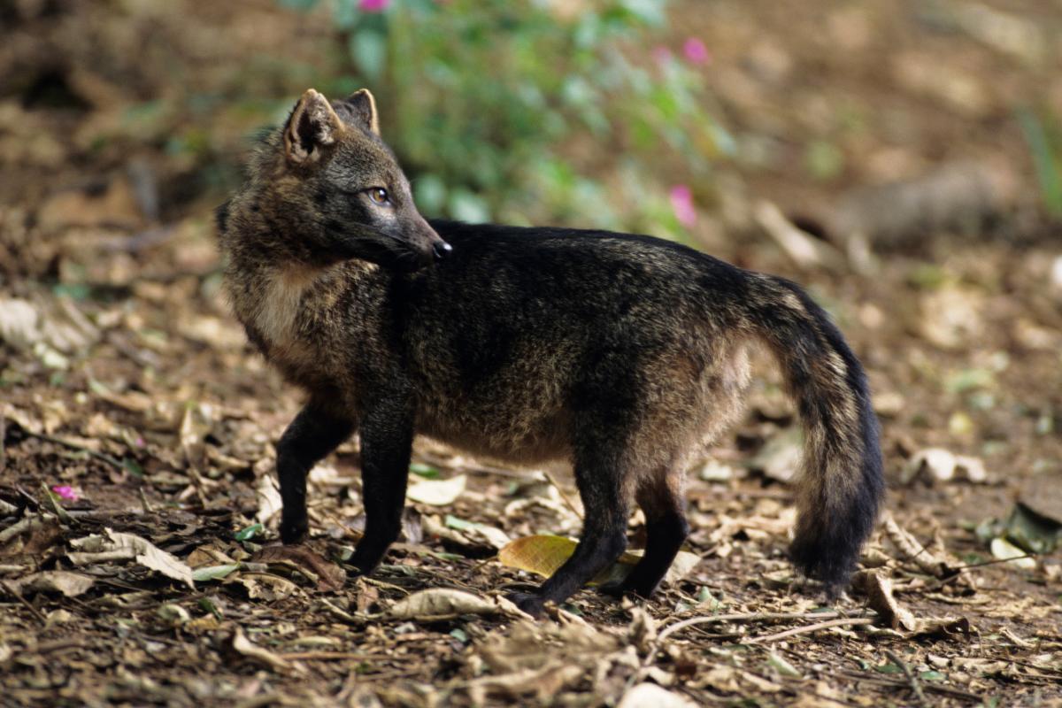 24 ESPÈCES de RENARDS - Noms et PHOTOS