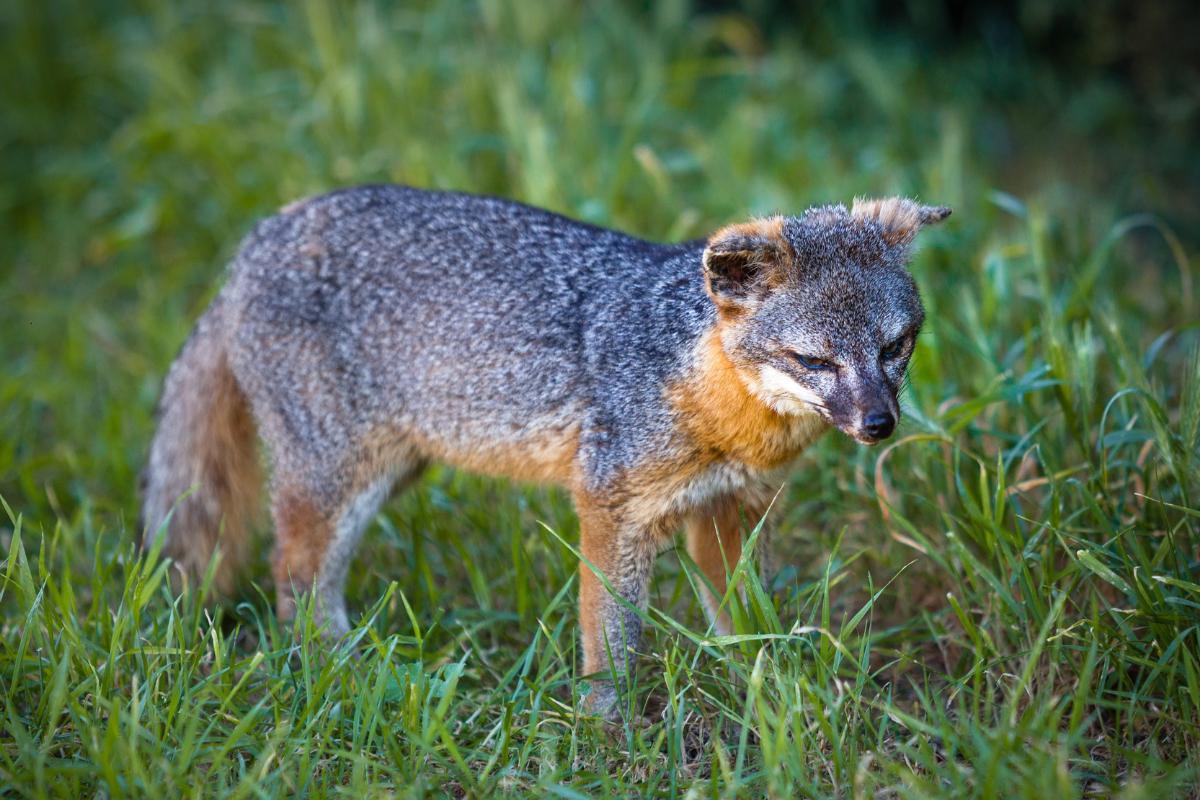 24 ESPÈCES de RENARDS - Noms et PHOTOS