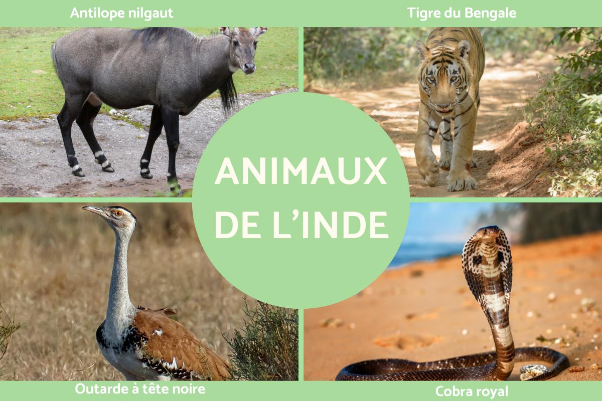 10 Animaux de l'INDE - Noms et PHOTOS