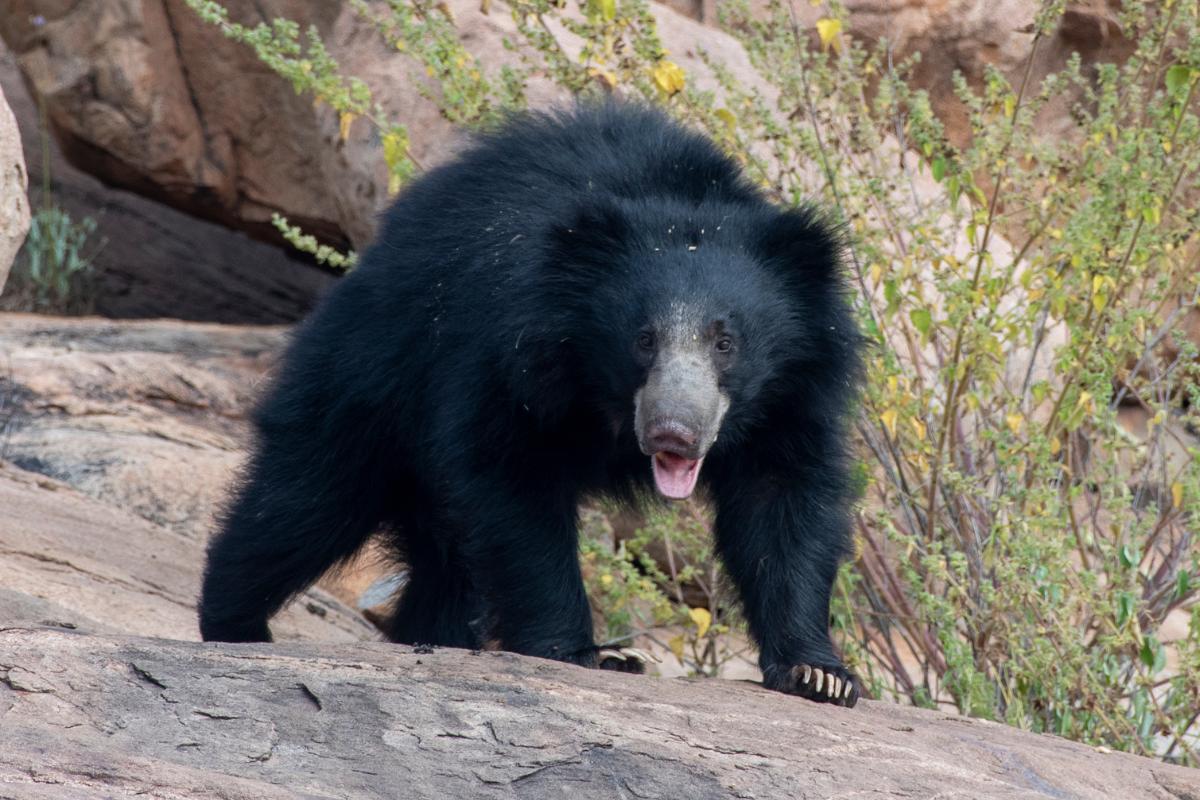 10 Animaux de l'INDE - Noms et PHOTOS