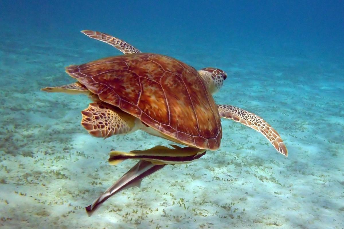 RÉMORAS : CARACTÉRISTIQUES, HABITAT et ALIMENTATTION