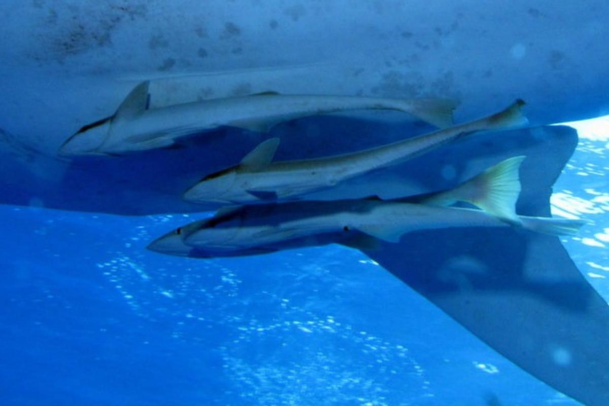 RÉMORAS : CARACTÉRISTIQUES, HABITAT et ALIMENTATTION