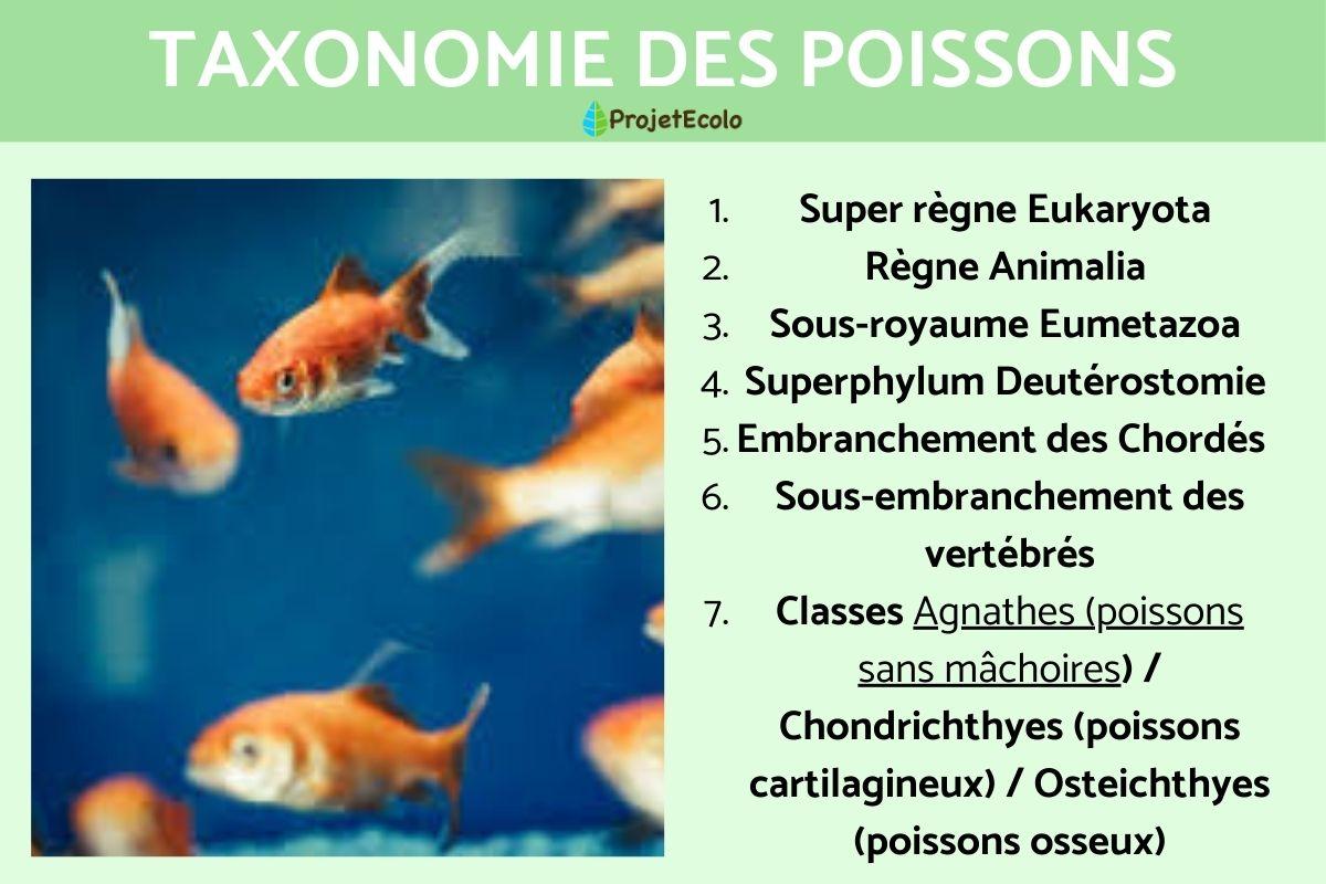 FAMILLES et ESPÈCES de POISSONS - Caractéristiques et taxonomie