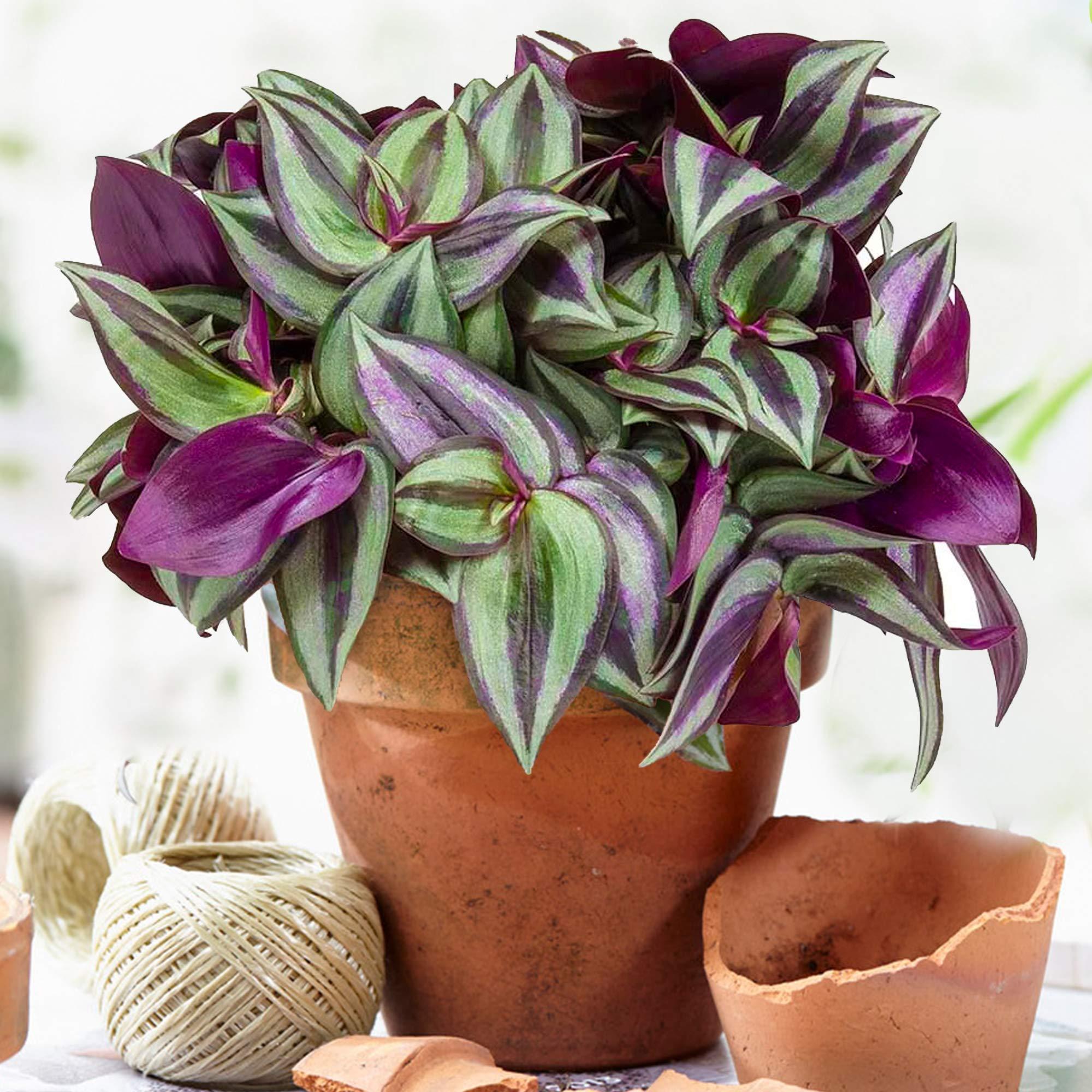 Plantes d’intérieur violettes - Plantes aux feuilles violettes