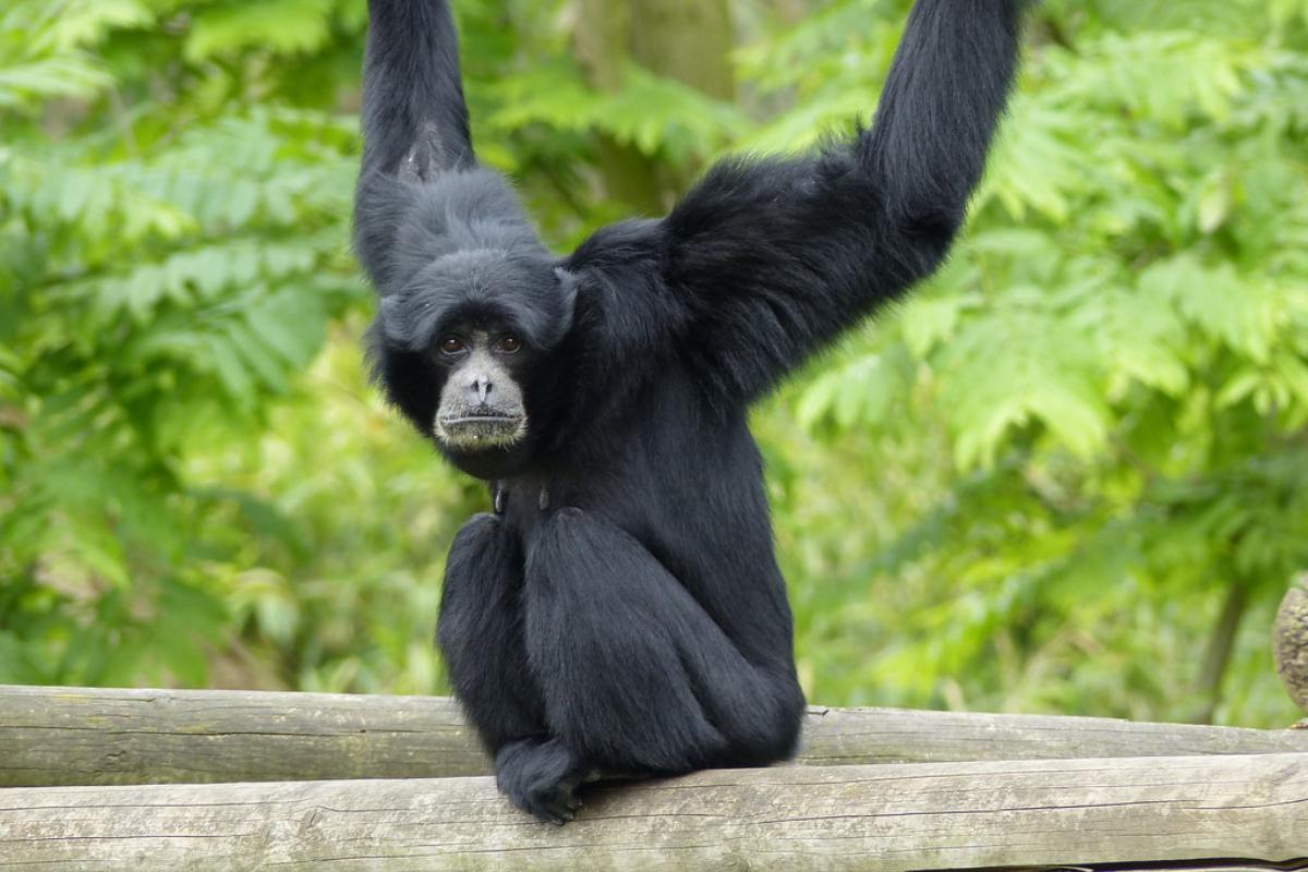 +30 types de singes - Noms et PHOTOS