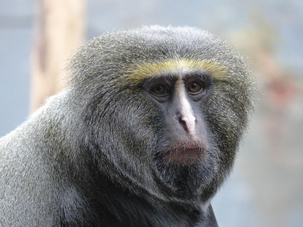 +30 types de singes - Noms et PHOTOS