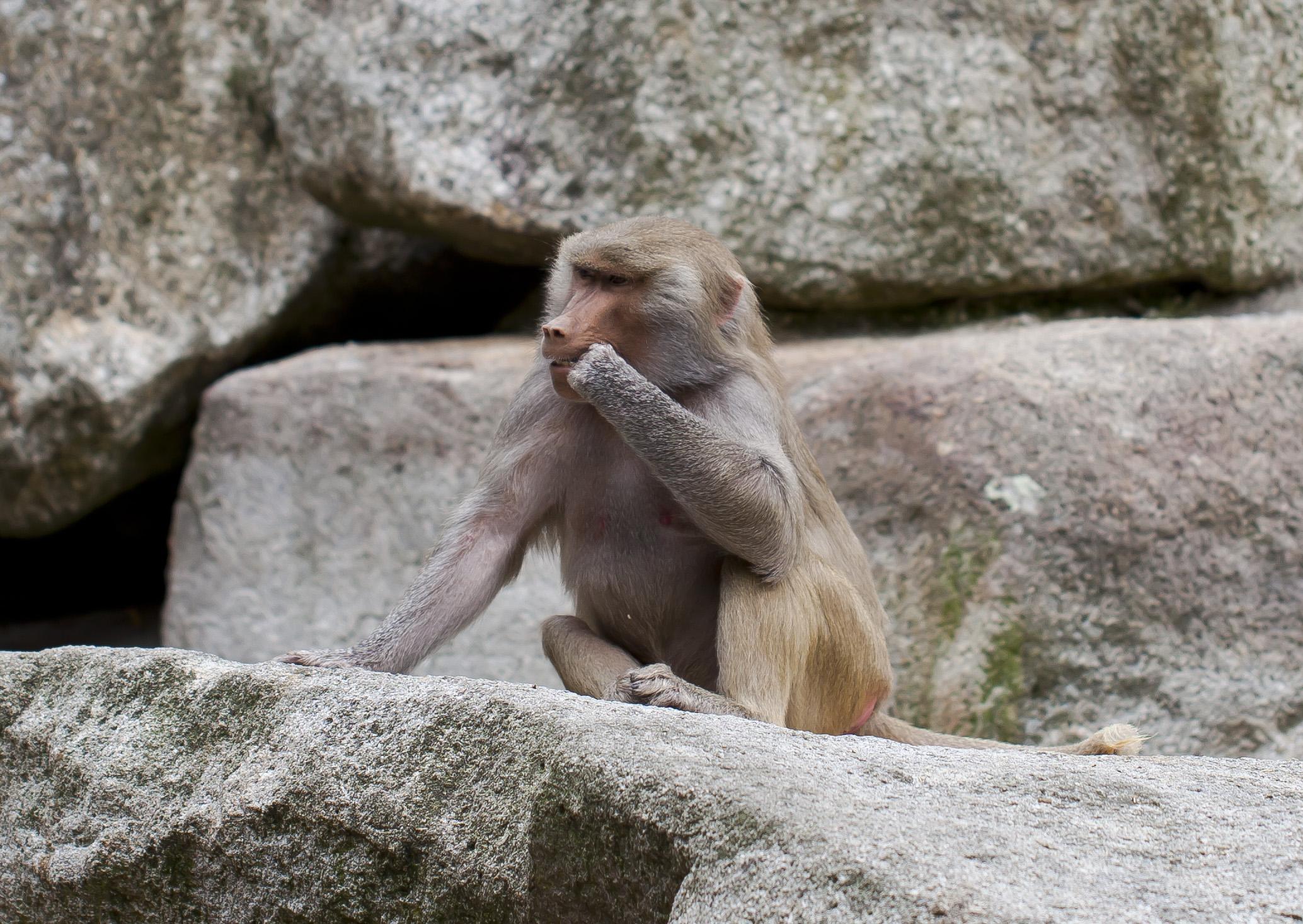 +30 types de singes - Noms et PHOTOS
