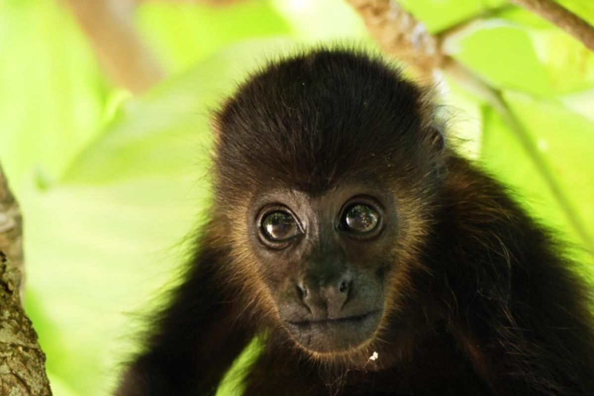 +30 types de singes - Noms et PHOTOS