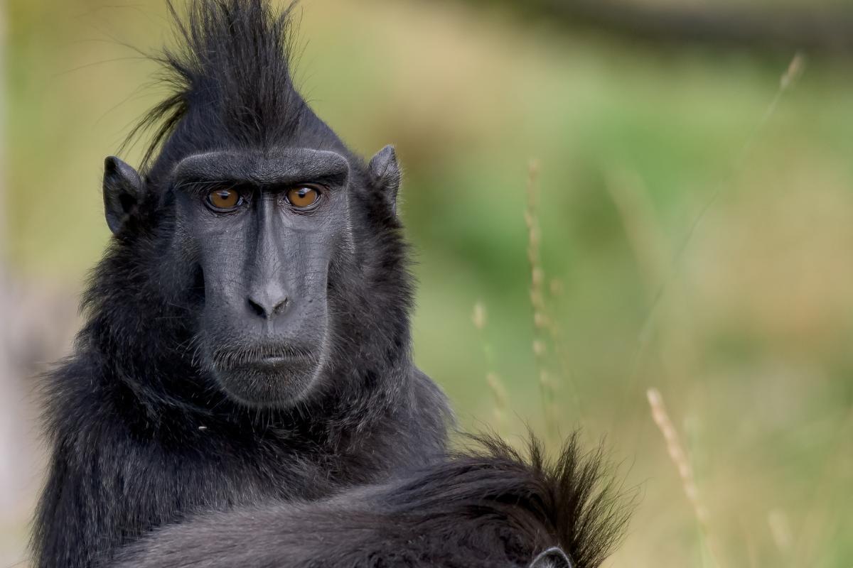 +30 types de singes - Noms et PHOTOS