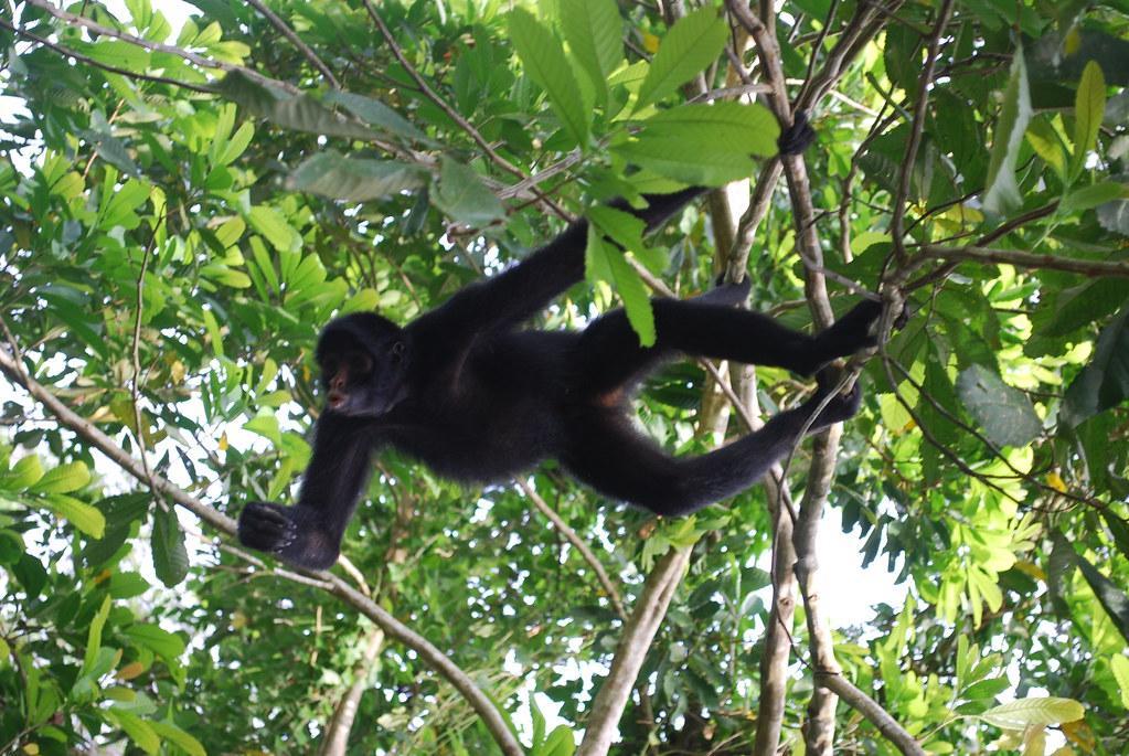 +30 types de singes - Noms et PHOTOS