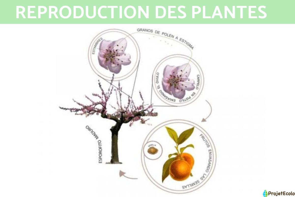 Reproduction Des Plantes