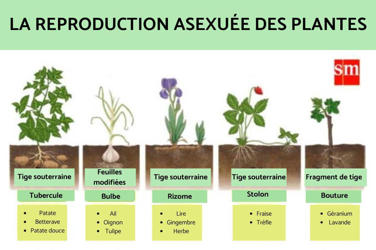 REPRODUCTION des PLANTES - Résumé avec VIDÉO
